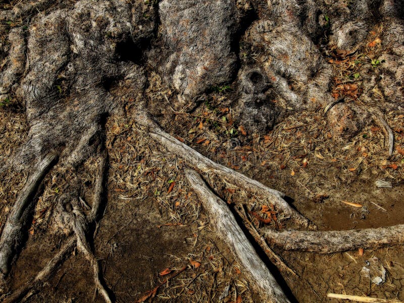 Big Tree Root Texture Background Stock Image - Image of bark, grunge ...