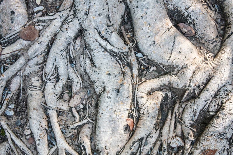 Big tree root stock image. Image of brown, spring, environment - 77955591