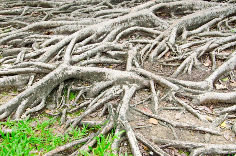 Big tree root stock image. Image of light, life, detail - 44143979