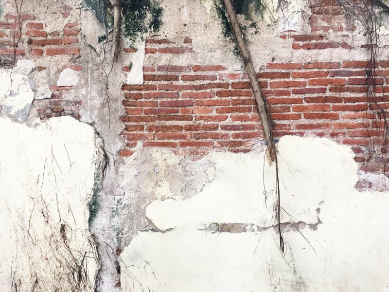 Plant root pattern at wall stock image. Image of vine - 307970653