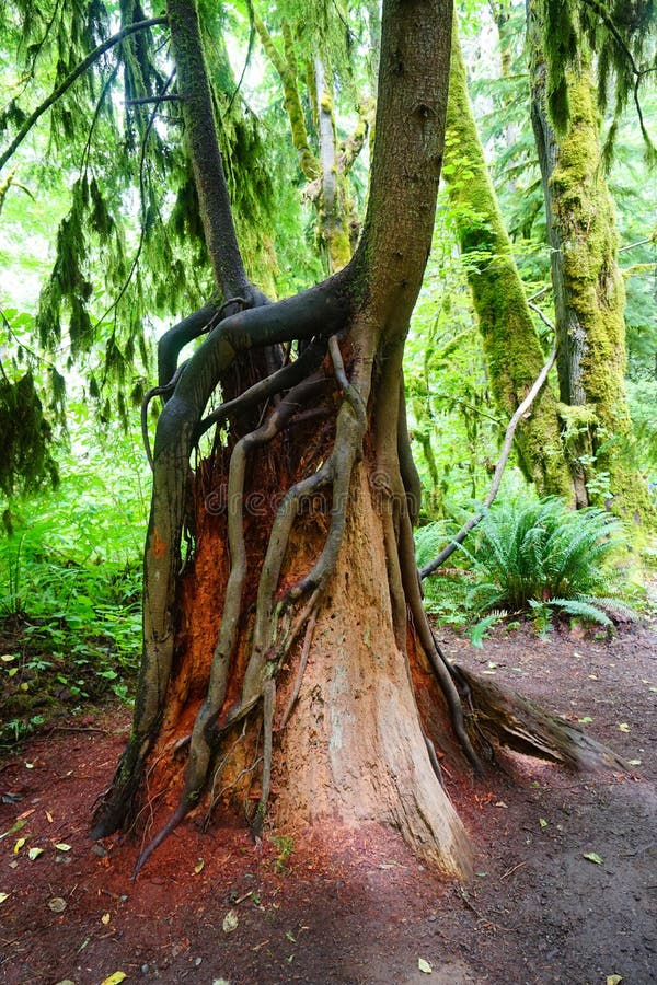 Tree root and ant root stock photo. Image of eleuthera - 51419022