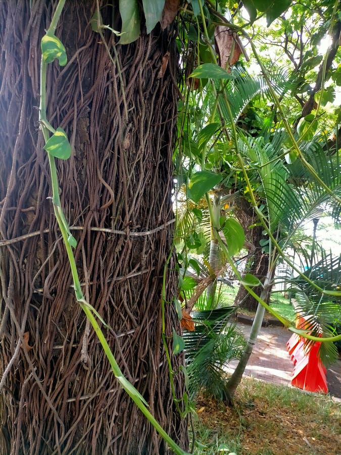 Big Tree with Roote in the Park Stock Photo - Image of vegetation, soil ...