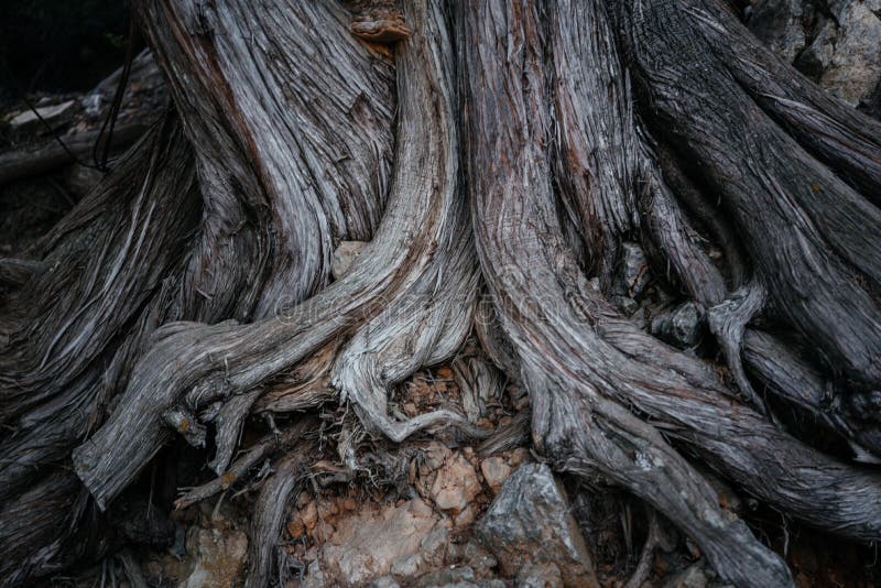 Big Tree Roots and Rocks Above the Ground Stock Photo - Image of park ...