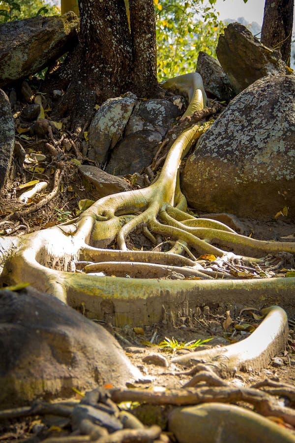 Big tree roots stock photo. Image of natural, rays, long - 44352150