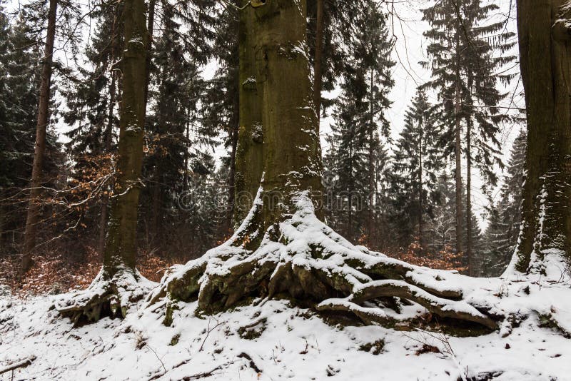 Big Tree Roots Covered in Snow in the Forest Stock Image - Image of ...