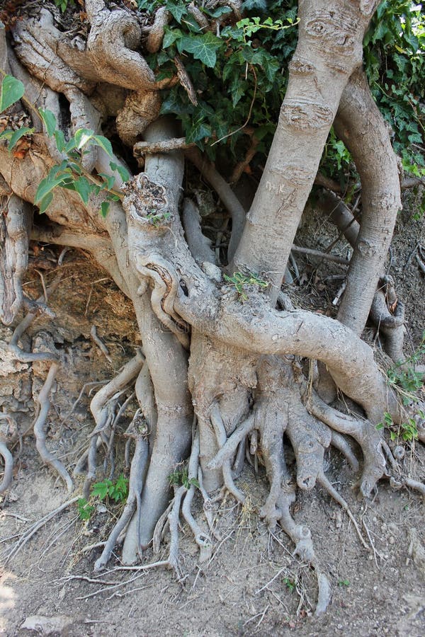 Big Tree Roots at the Forest Stock Image - Image of forest, springtime ...