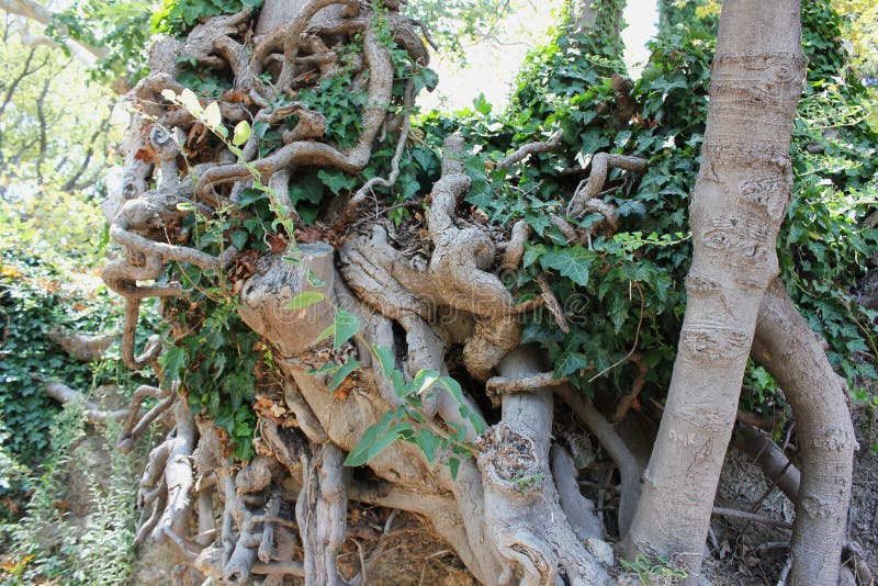 Big Tree Roots at the Forest Stock Photo - Image of leaf, leaves: 138180856