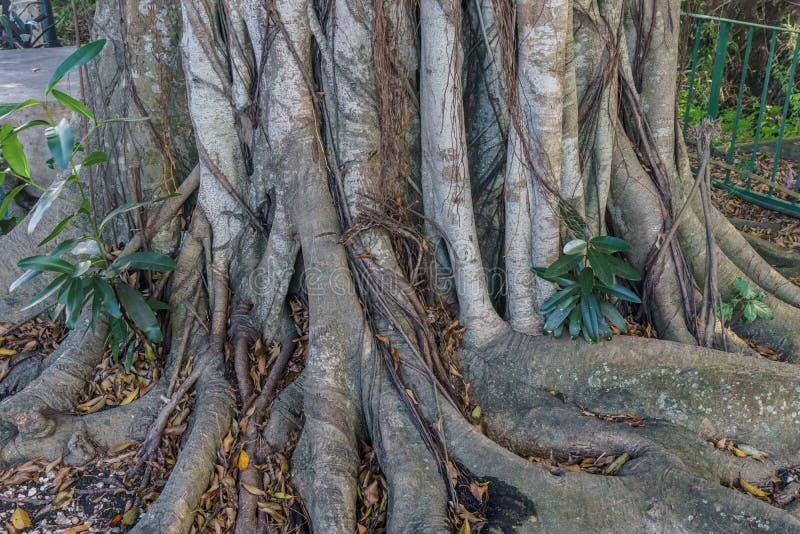 Big tree roots detail stock photo. Image of branch, color - 120689218