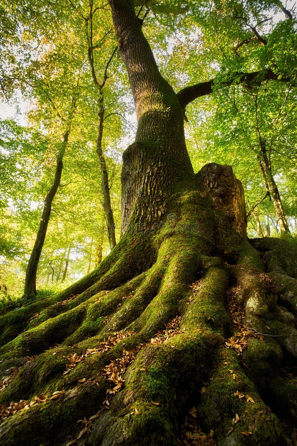 Roots in the forest stock image. Image of roots, deep - 132639003