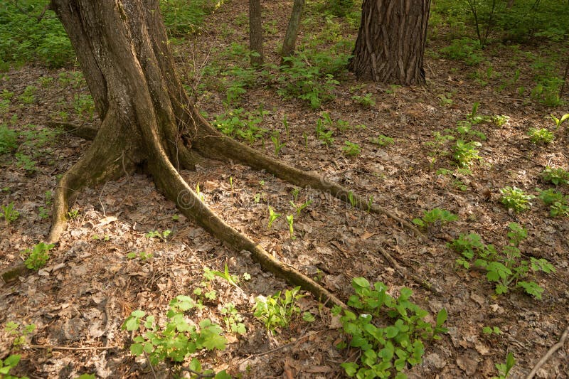Big tree roots stock image. Image of tree, natural, buttress - 62034397