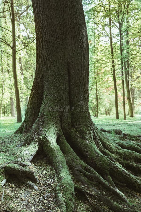 Massive Tree Roots in Forest Coated with Moss in Selenium Tone Stock ...