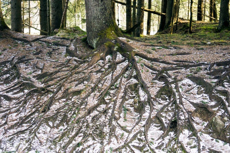 Big Tree Roots in the Forest. Nature Stock Image - Image of root ...