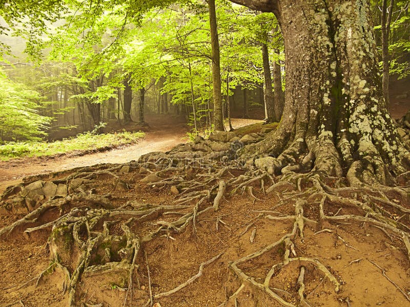 Big Tree Roots in a Forest (Spain) Stock Photo - Image of root, nature ...