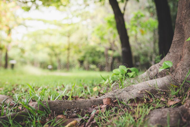 Big Tree Roots on the Grass and Beautiful Natural Background Stock ...