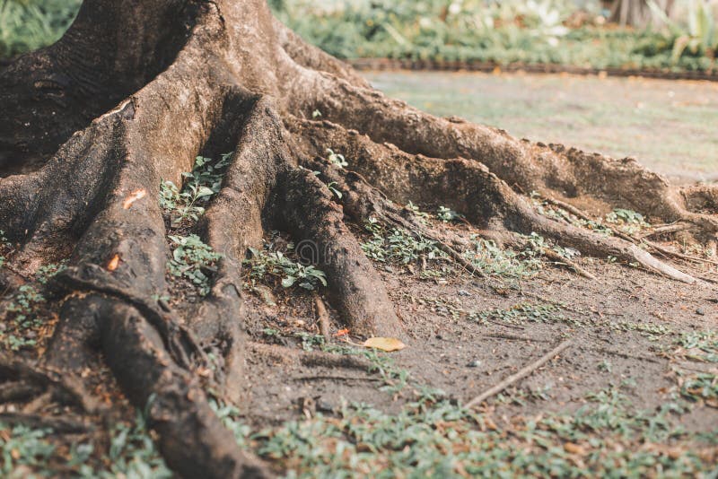 Big Tree Roots on the Grass and Beautiful Natural Background Stock ...