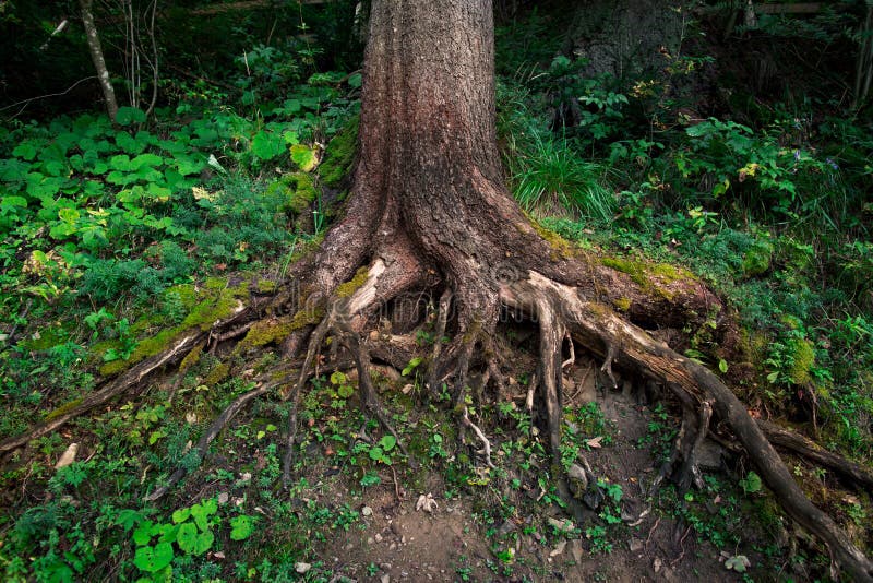 Big Tree Roots in the Green Forest Stock Photo - Image of moss, ground ...