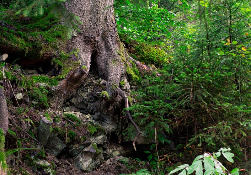 Big Tree Roots in the Green Forest Stock Photo - Image of natural ...