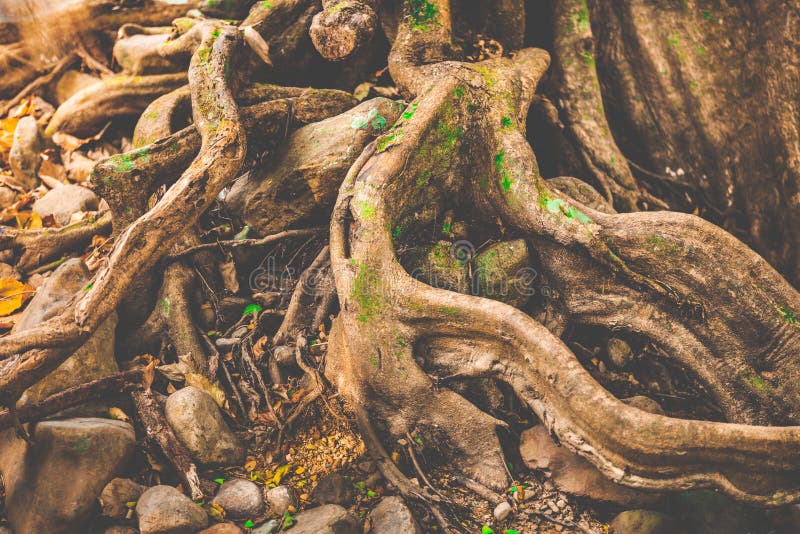 Big Tree Roots and Green Forest, Soft Focus Stock Image - Image of ...
