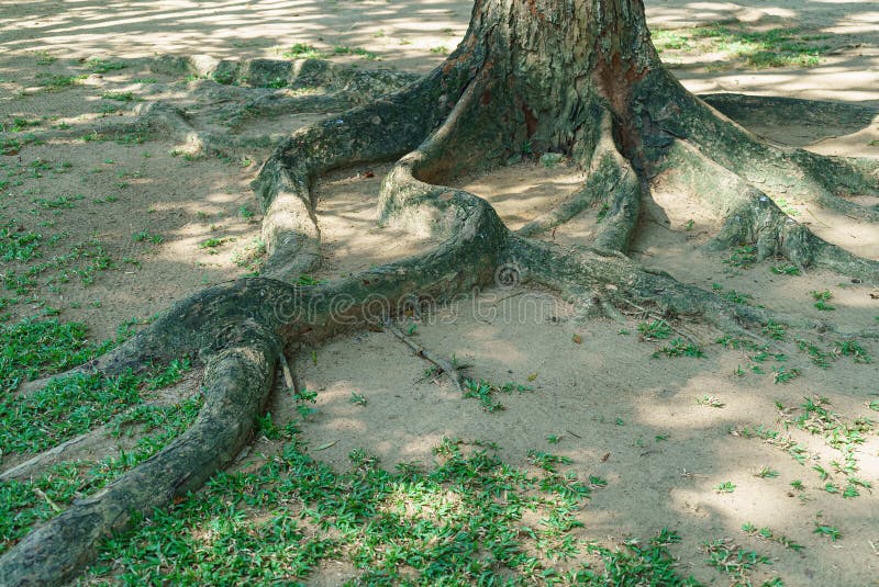 Big Tree Roots on the Ground Stock Photo - Image of wood, large: 272380142