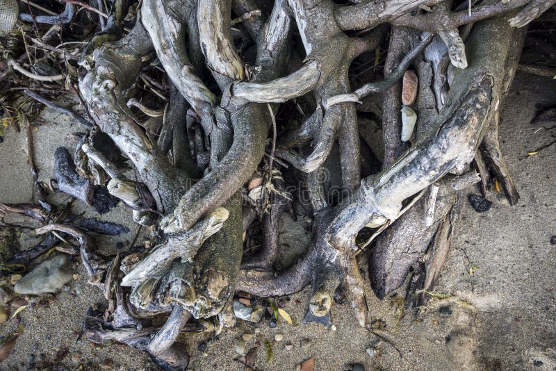 Big Tree Roots on the Ground Stock Photo - Image of environment, root ...