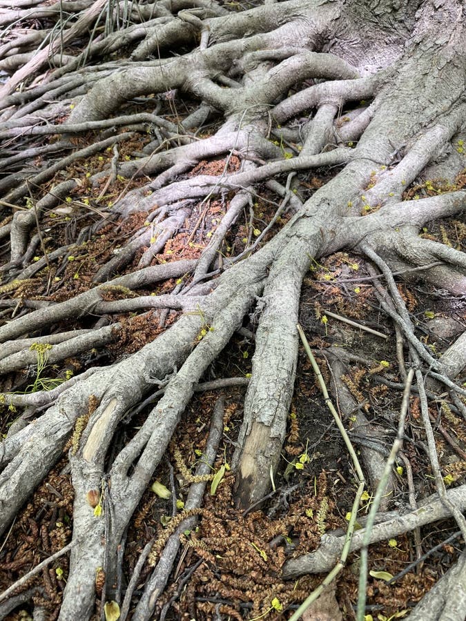 Tree Roots in the Spring Forest Stock Photo - Image of sprung, winter ...