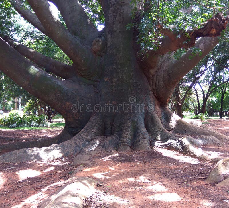 Big tree with roots stock image. Image of jungle, beauty - 79414145
