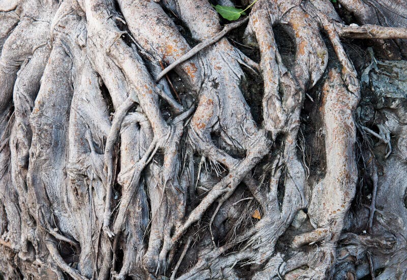 Big tree roots stock photo. Image of branch, outdoors - 127898634