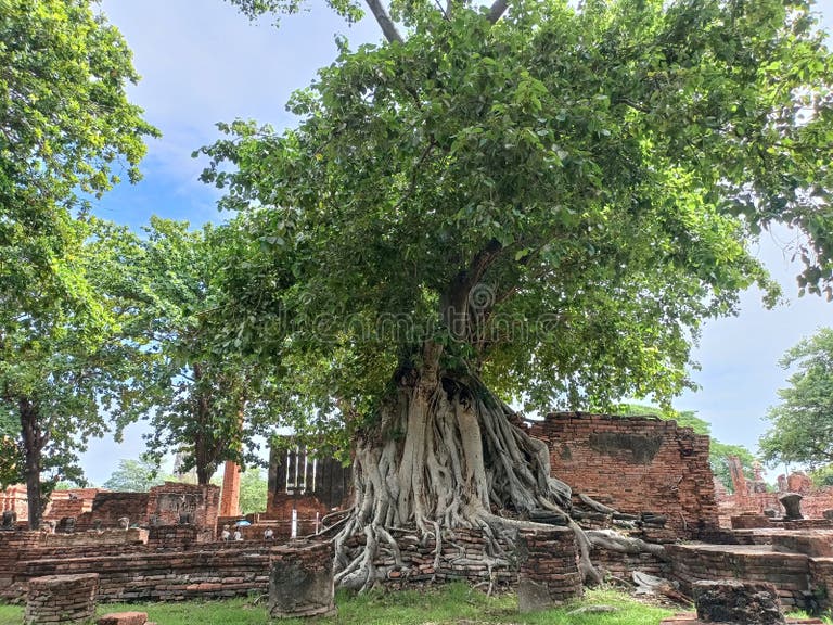 Big tree roots stock photo. Image of covered, ayutthaya - 282599970