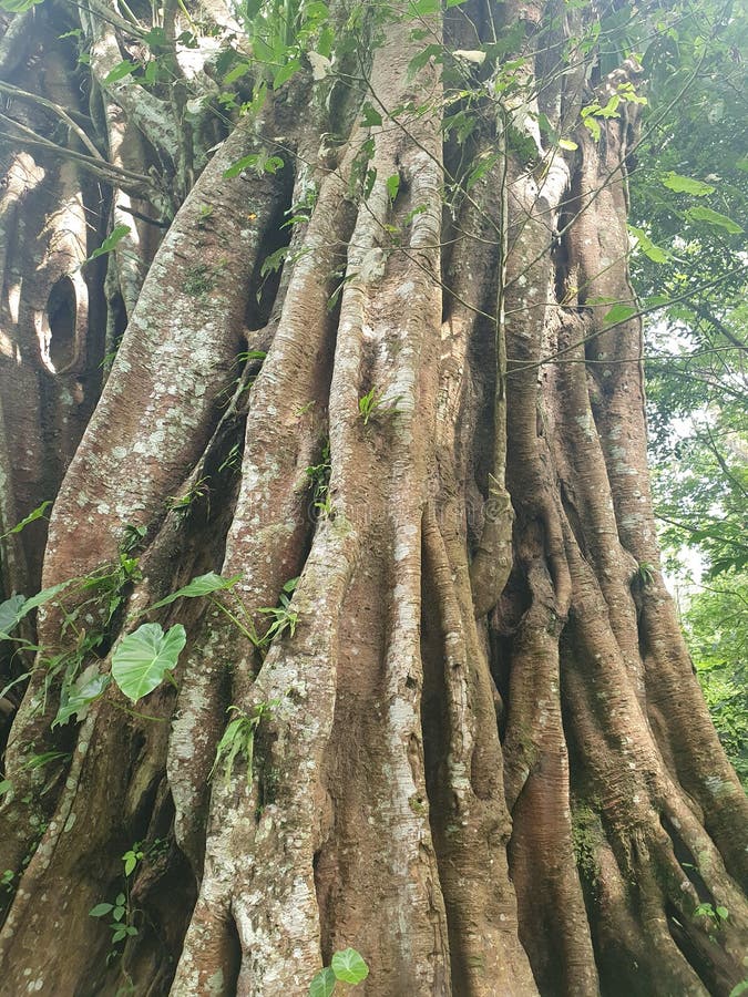 Big Tree Roots on the Mountain Stock Photo - Image of roots, deciduous ...