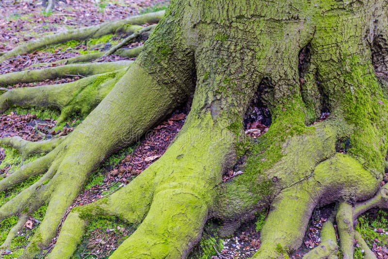Big Tree Roots of an Old Large Beech Stock Photo - Image of park ...