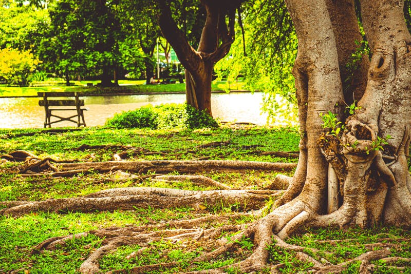 991 Big Oak Tree Roots Stock Photos - Free & Royalty-Free Stock Photos ...