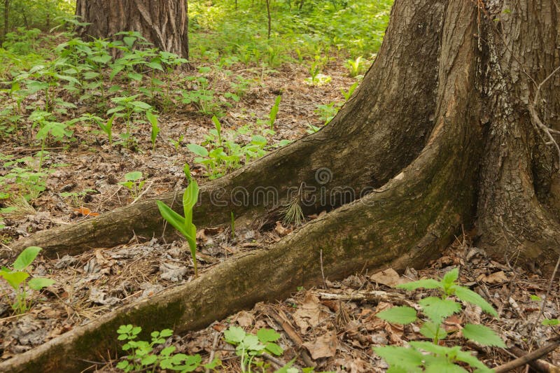 Big tree roots stock photo. Image of dark, root, autumn - 157115310