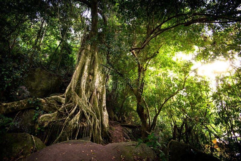 Big Tree in Tropical Rainforest Stock Image - Image of environment ...