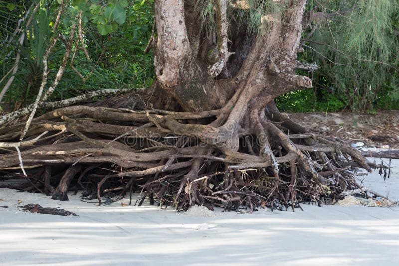 The big tree roots stock image. Image of growing, life - 42582387