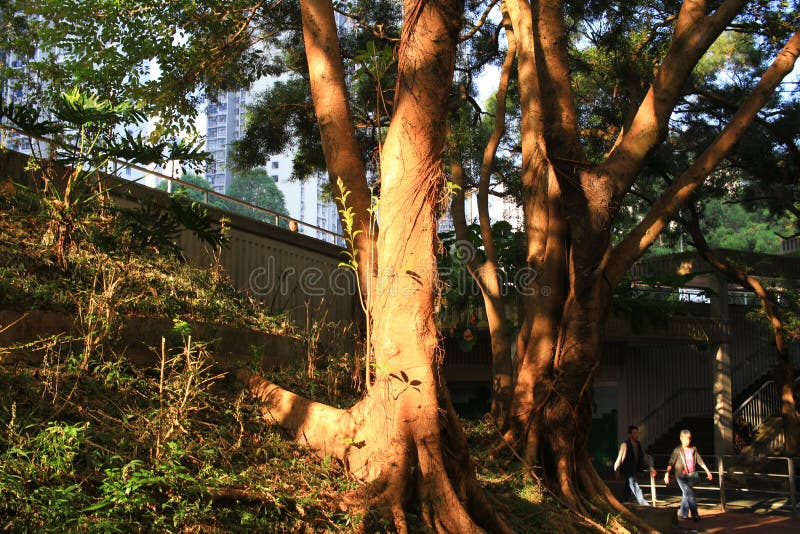 Big Tree Roots and Sunshine in a Green Forest Stock Photo - Image of ...