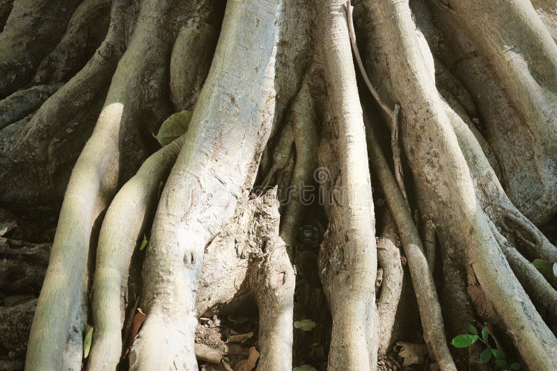 Branching of Tree Roots on the Ground Stock Photo - Image of growing ...