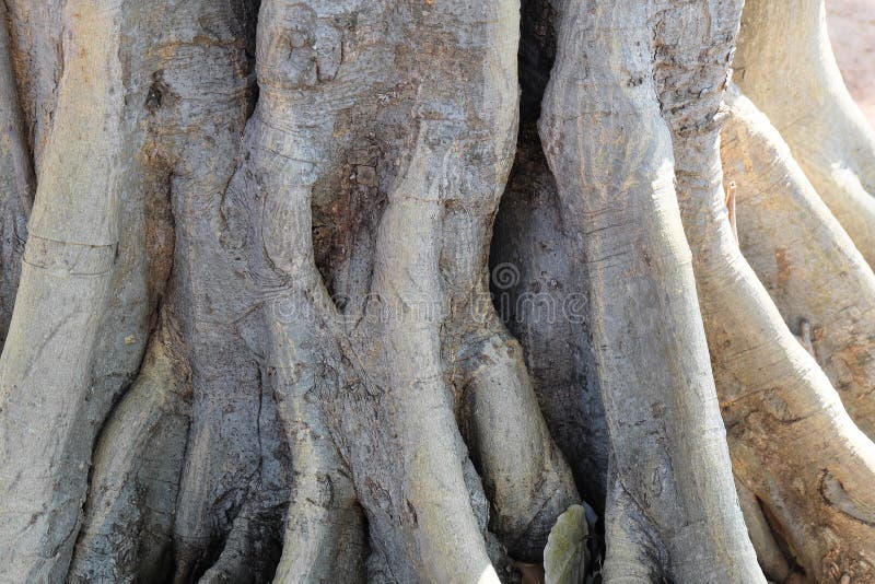 Branching of Tree Roots on the Ground Stock Photo - Image of garden ...