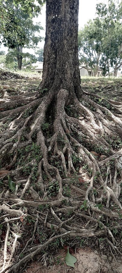 Big Tree Roots that are Very Sturdy Support a Big Tree Stock Image ...