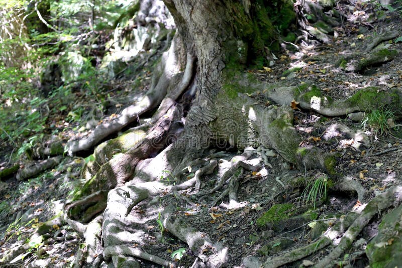 Big Tree Roots in Wild Forest Stock Photo - Image of ecosystem, roots ...