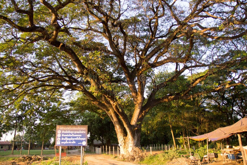 Tree stock image. Image of rural, tree, green, areas - 129004121