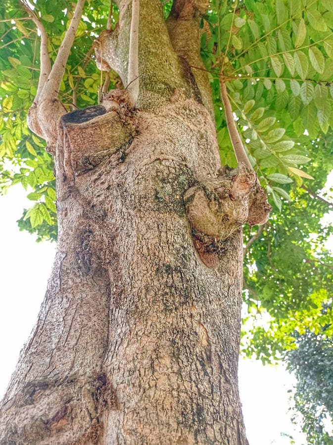 Big tree seen from below stock image. Image of california - 289735375