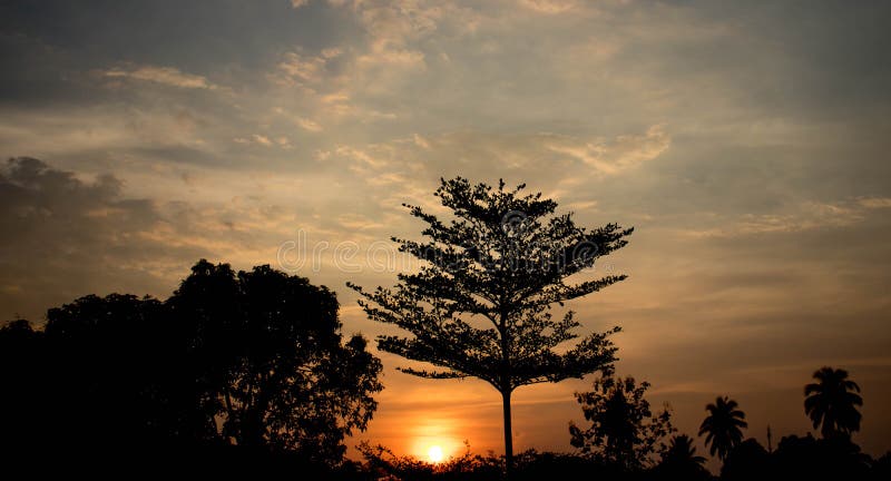 Big Tree Shadow with Big Sun Behind Background. Stock Photo - Image of ...