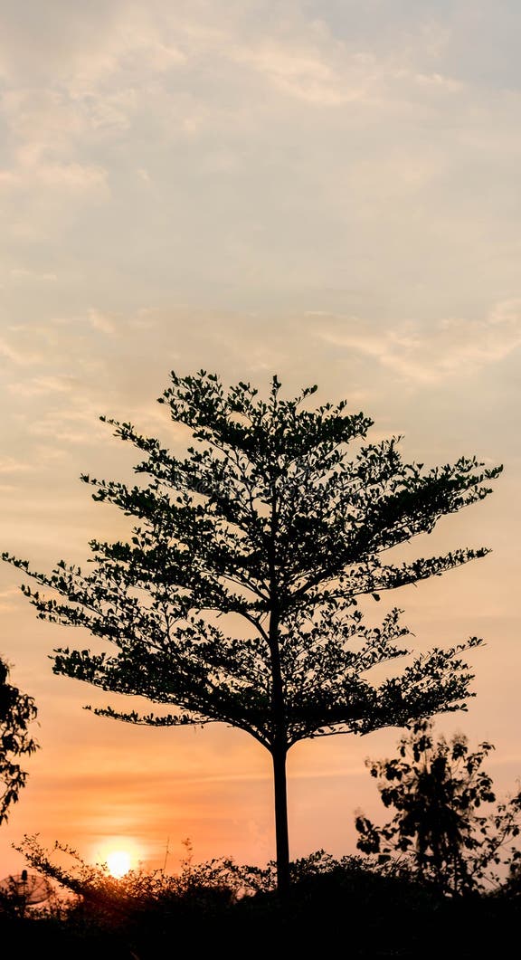 Big Tree Shadow with Big Sun Stock Image - Image of shadow, shadows ...