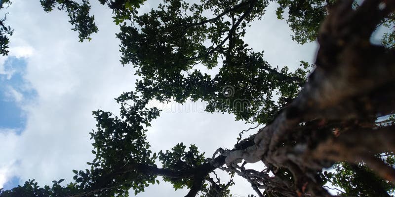 Big Tree with Shadow Under the Blue Sky at Mid-noon Stock Image - Image ...