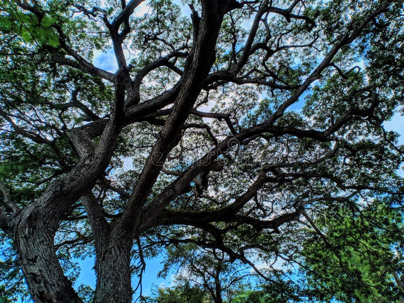 Big Tree on the Side of the Road Stock Image - Image of road, tree ...