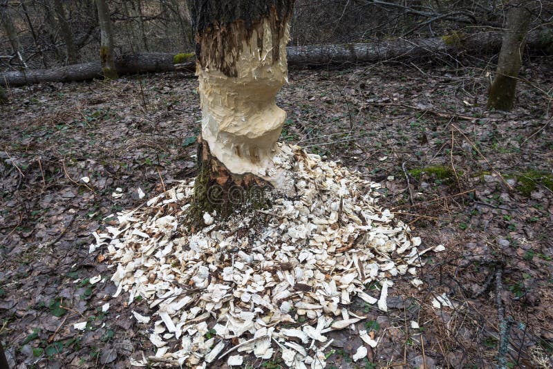 A Big Tree with Signs of Beaver Activity. Stock Image - Image of beaver ...