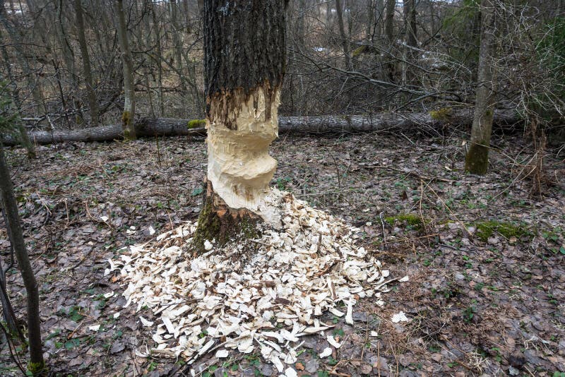 A Big Tree with Signs of Beaver Activity. Stock Image - Image of signs ...