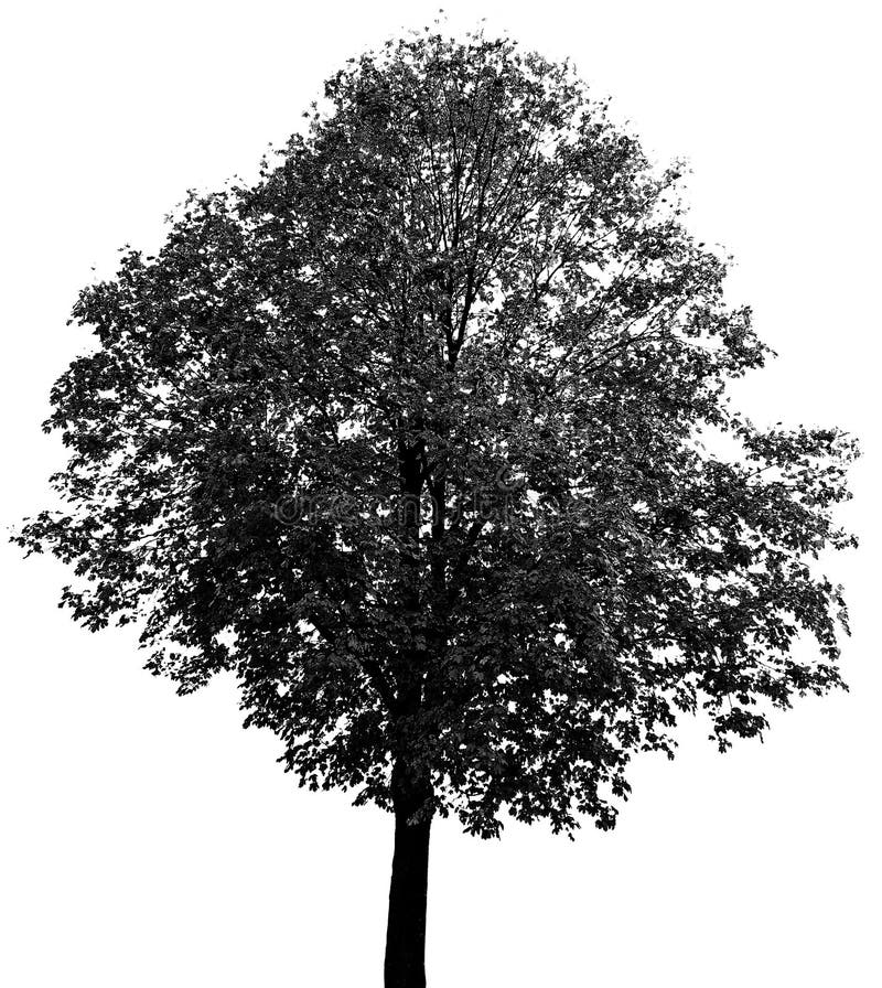 Tree silhouette stock illustration. Illustration of isolated - 22604638