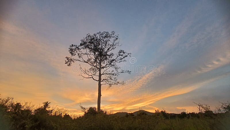 Big Tree Silhouette with Dramatic Sky Stock Image - Image of ...