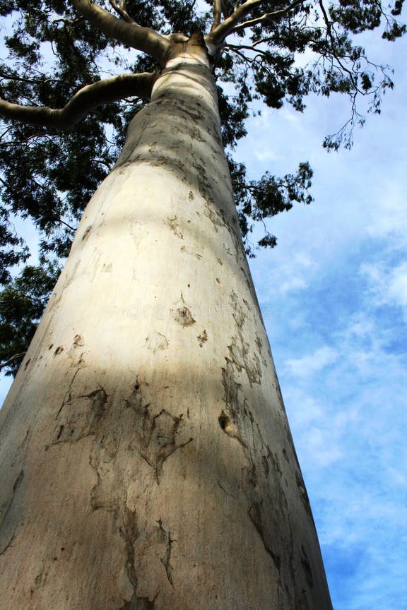 A Big Tree - Silver Birch stock image. Image of rind - 10659413